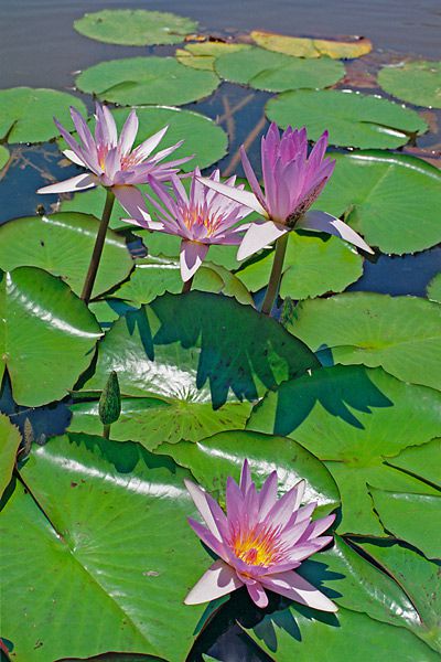 Ray Allen – Artist Gallery – Pentax