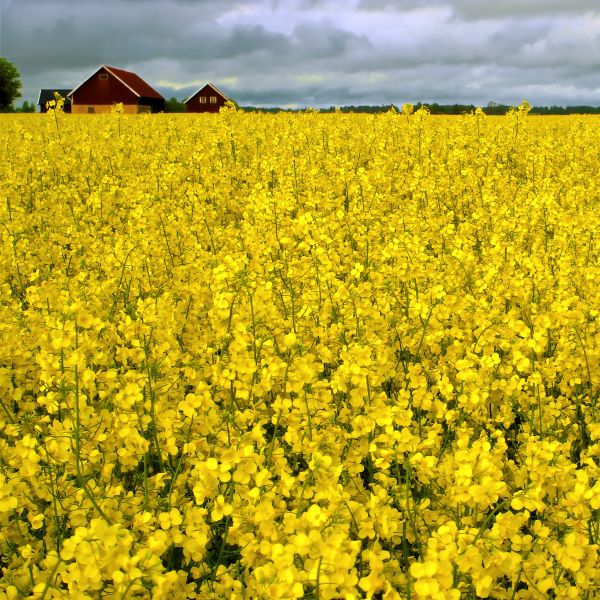 Hampus Anders Njord Sindre Cronander – Artist Gallery – Pentax