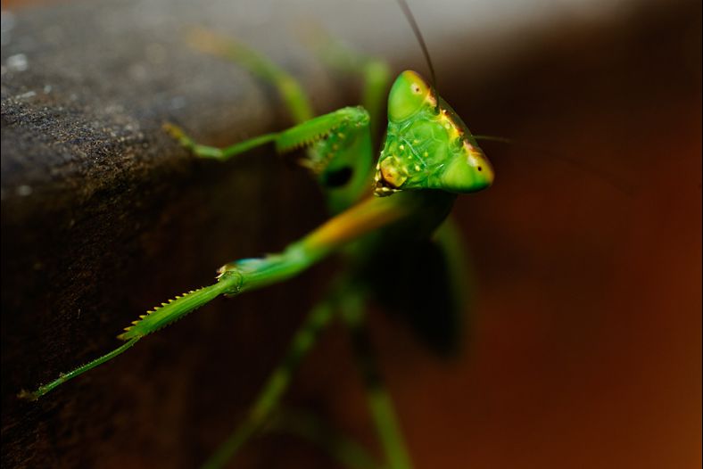 David Boehm – Artist Gallery – Pentax