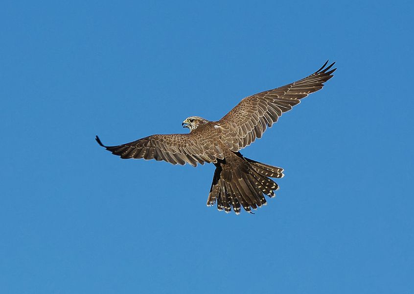 Scott Benson – Artist Gallery – Pentax