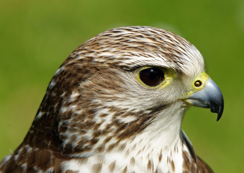 Scott Benson – Artist Gallery – Pentax