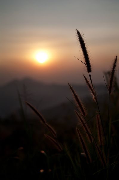 Meechai Anukkamontree – Artist Gallery – Pentax