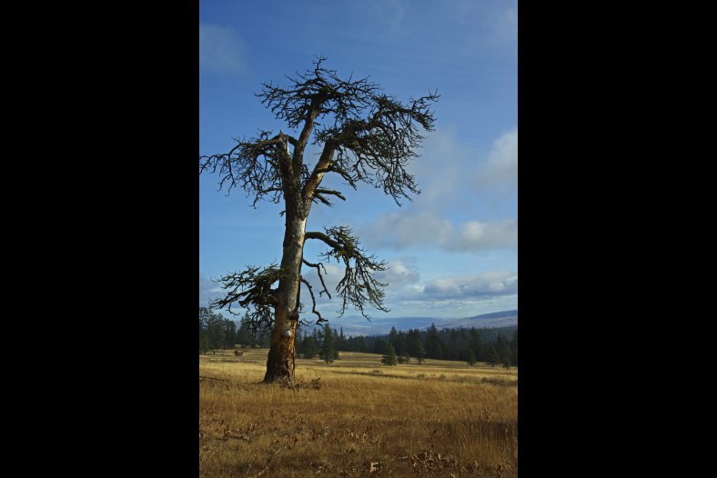 Scott Thompson – Artist Gallery – Pentax