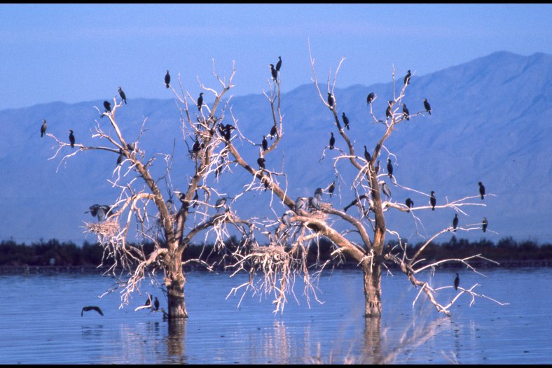 Ann Sanfedele – Artist Gallery – Pentax