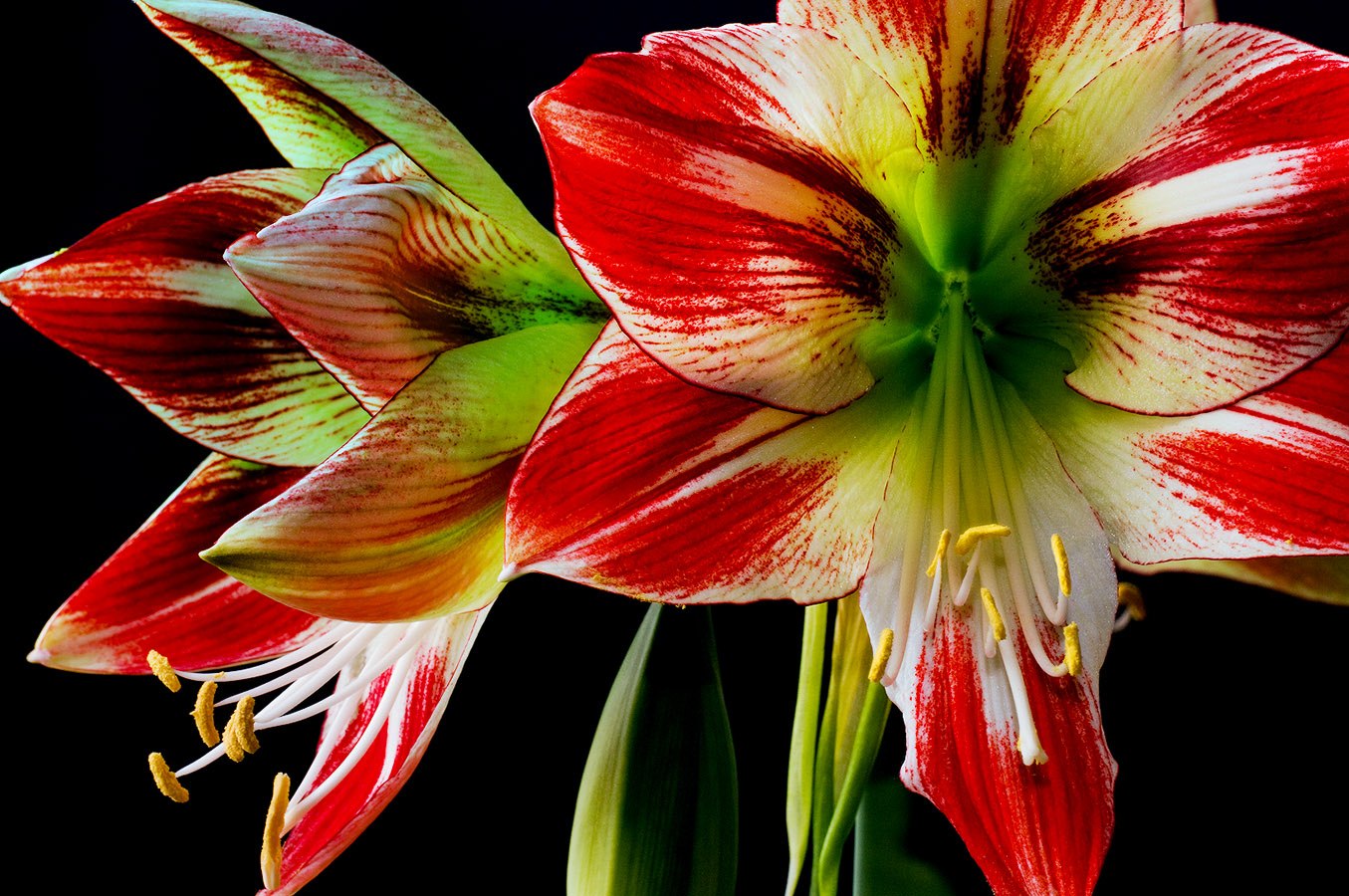 Mark Roberts – Artist Gallery – Pentax
