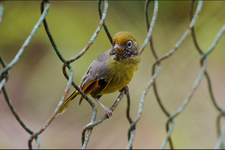 Keng Pi Lee – Artist Gallery – Pentax