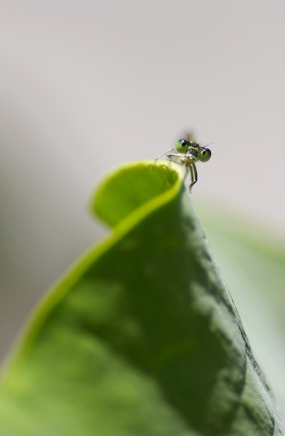 Marc REMY – Artist Gallery – Pentax