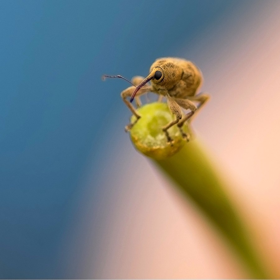 Marc REMY – Artist Gallery – Pentax