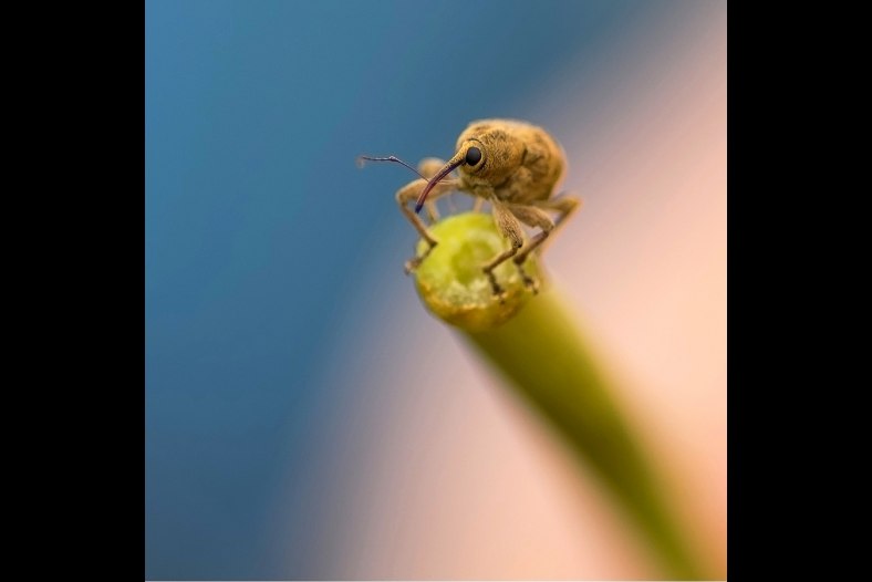 Marc REMY – Artist Gallery – Pentax