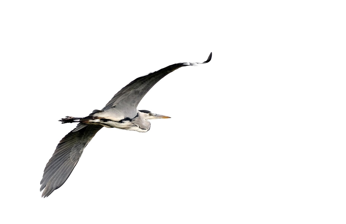 Marc REMY – Artist Gallery – Pentax