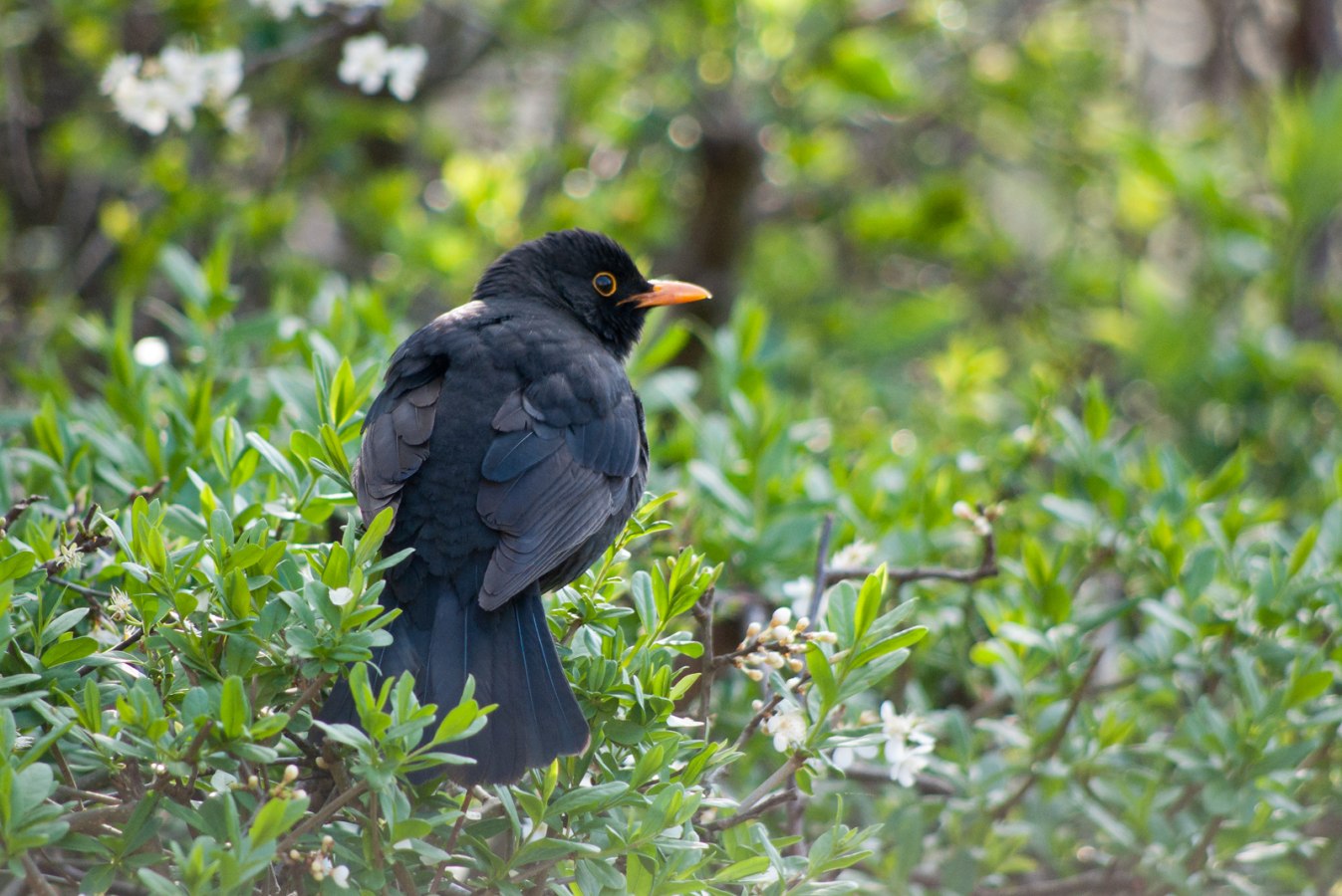 David Nemeth – Artist Gallery – Pentax