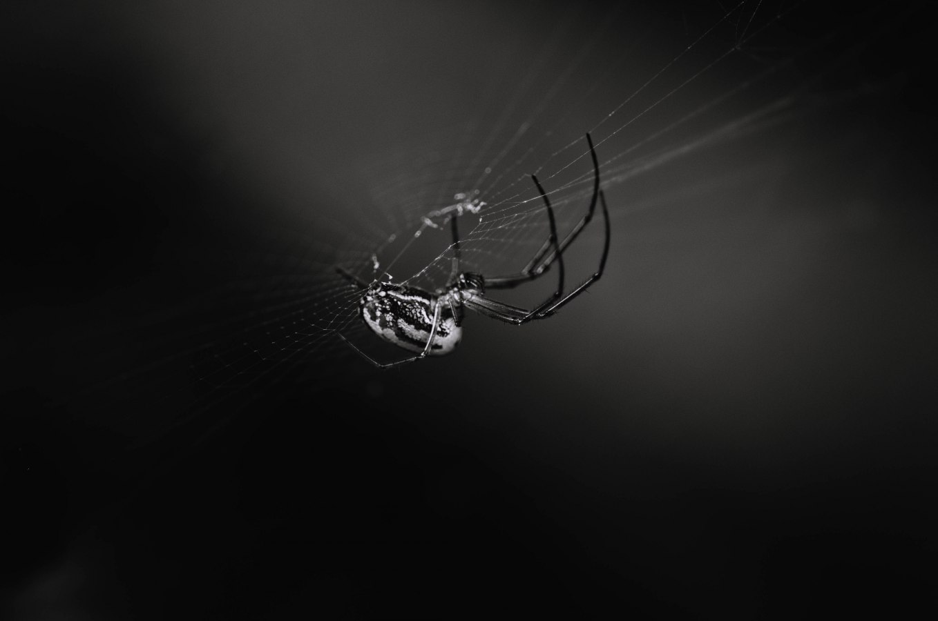 Rick Messina – Artist Gallery – Pentax