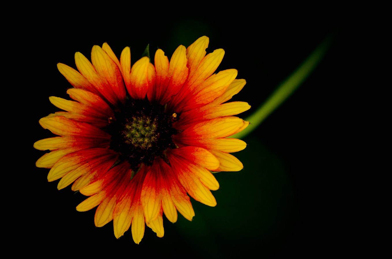 Rick Messina – Artist Gallery – Pentax