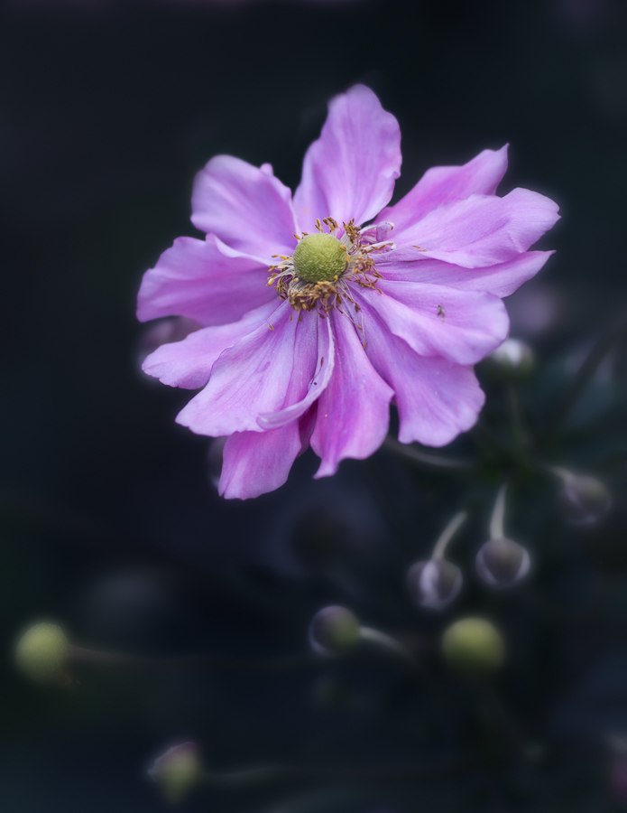 Adrian Mills – Artist Gallery – Pentax