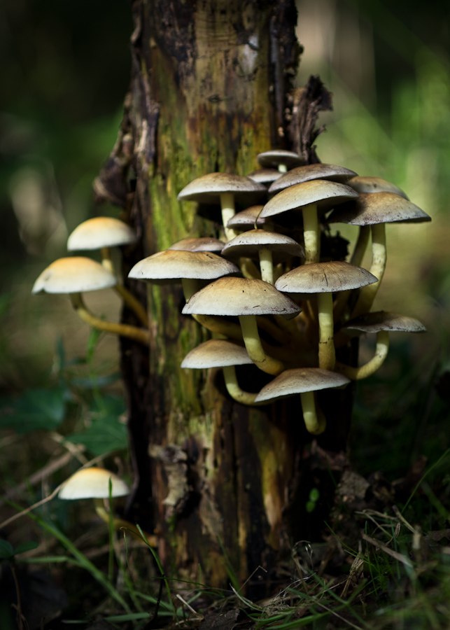 Adrian Mills – Artist Gallery – Pentax