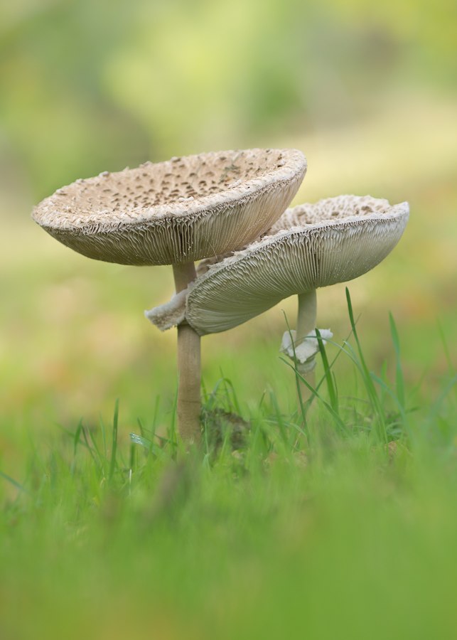 Adrian Mills – Artist Gallery – Pentax