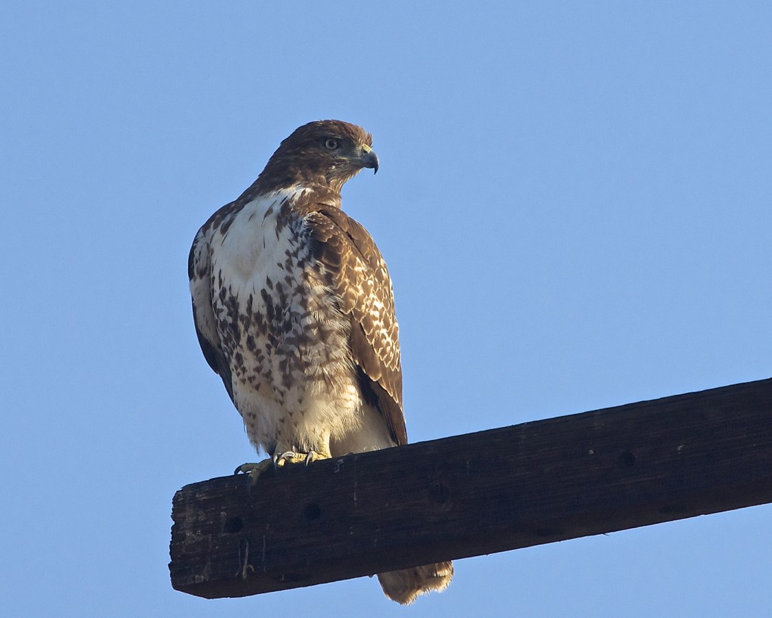 Sergey Grekov – Artist Gallery – Pentax