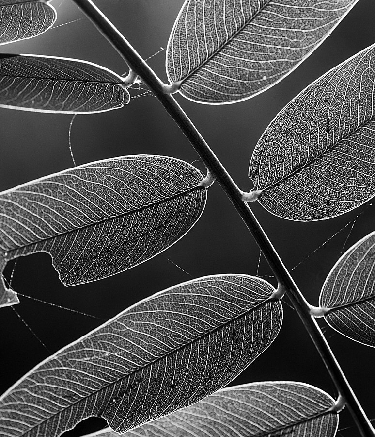 Ian Macdonald – Artist Gallery – Pentax