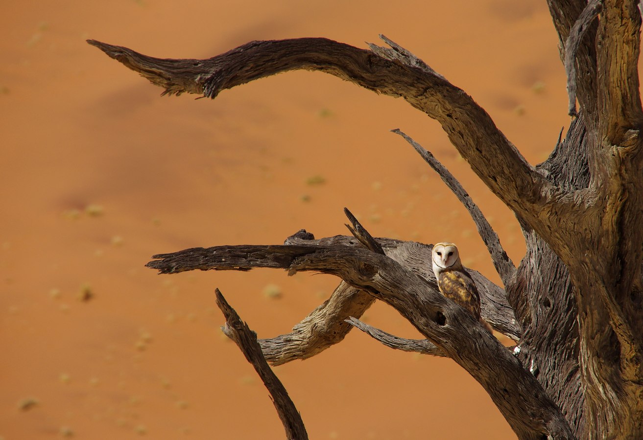 Bruce Turnbull – Artist Gallery – Pentax