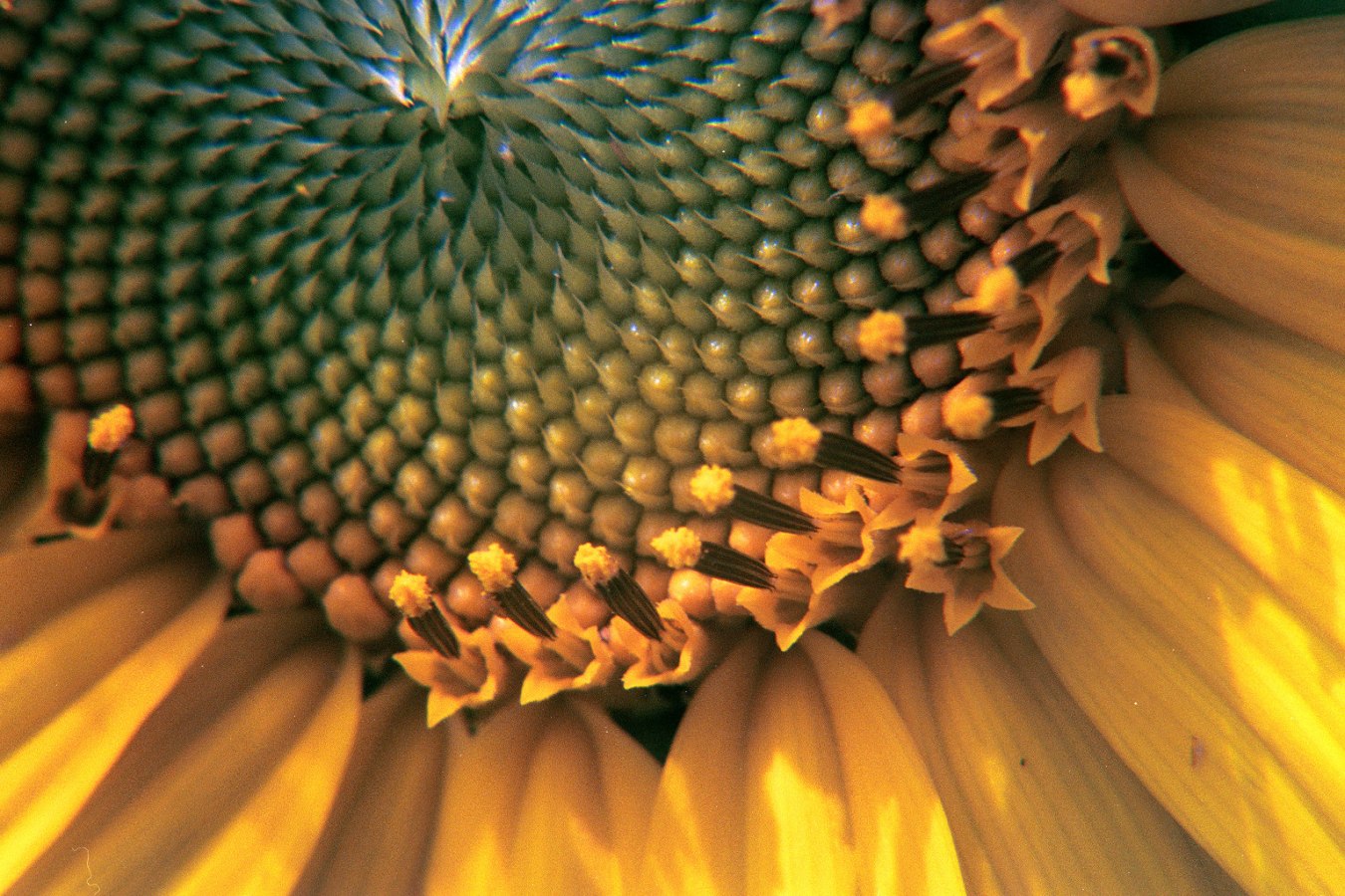 Stephen Ballotta – Artist Gallery – Pentax