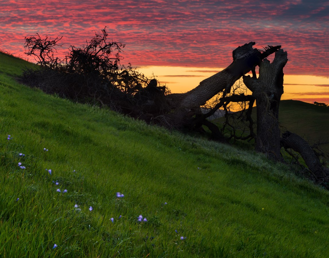 Mike Oria – Artist Gallery – Pentax