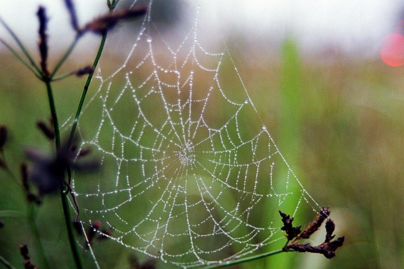 Stephen Ballotta – Artist Gallery – Pentax