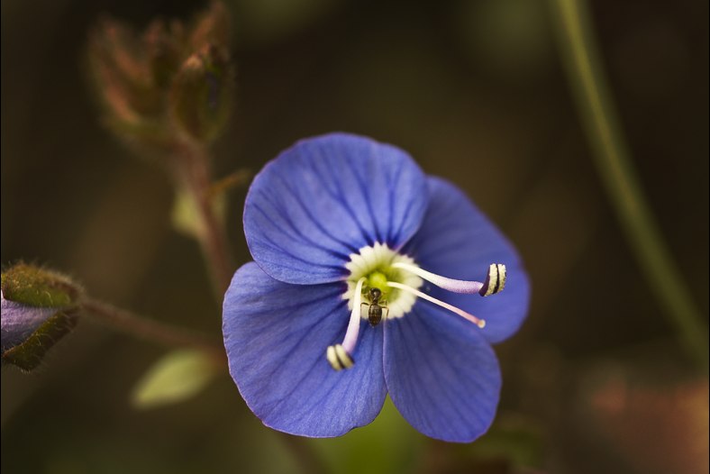 Colin Blunt – Artist Gallery – Pentax