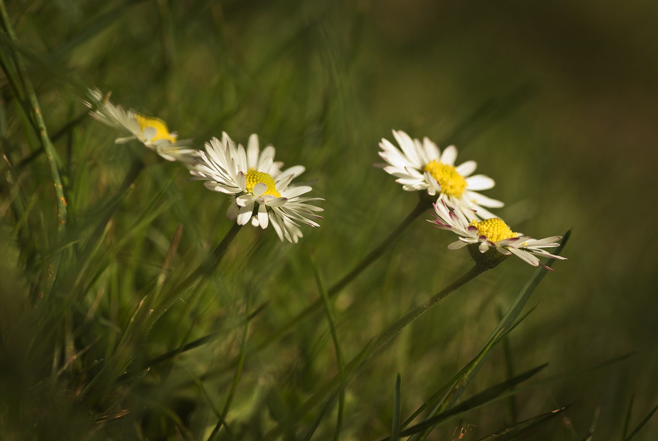 Colin Blunt – Artist Gallery – Pentax