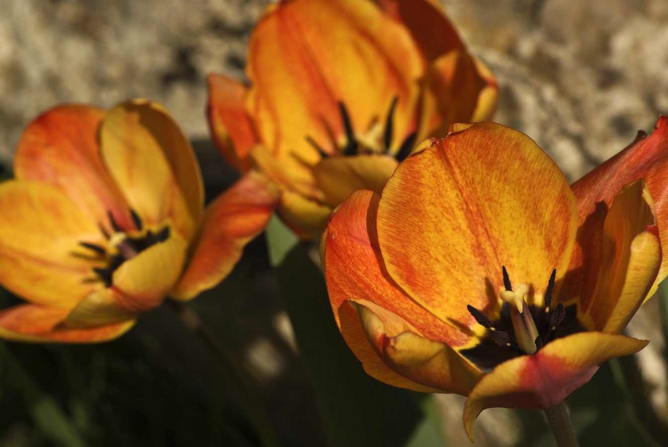 Colin Blunt – Artist Gallery – Pentax