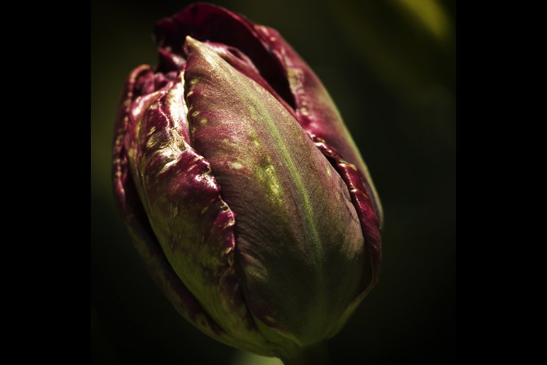 Colin Blunt – Artist Gallery – Pentax