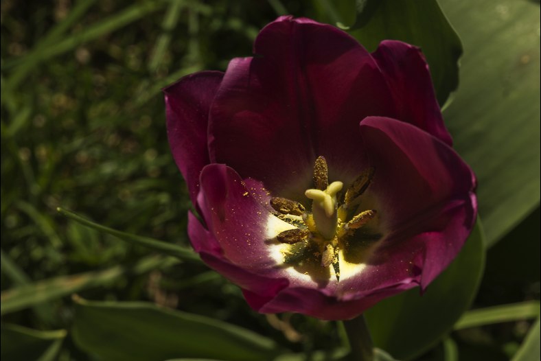 Colin Blunt – Artist Gallery – Pentax