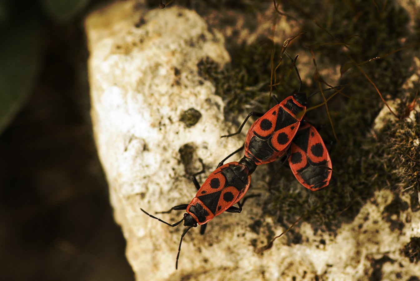 Colin Blunt – Artist Gallery – Pentax