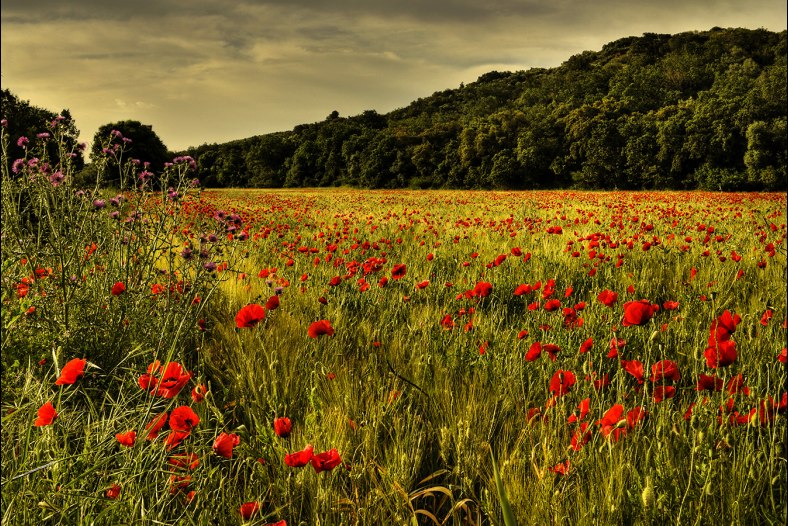 Colin Blunt – Artist Gallery – Pentax