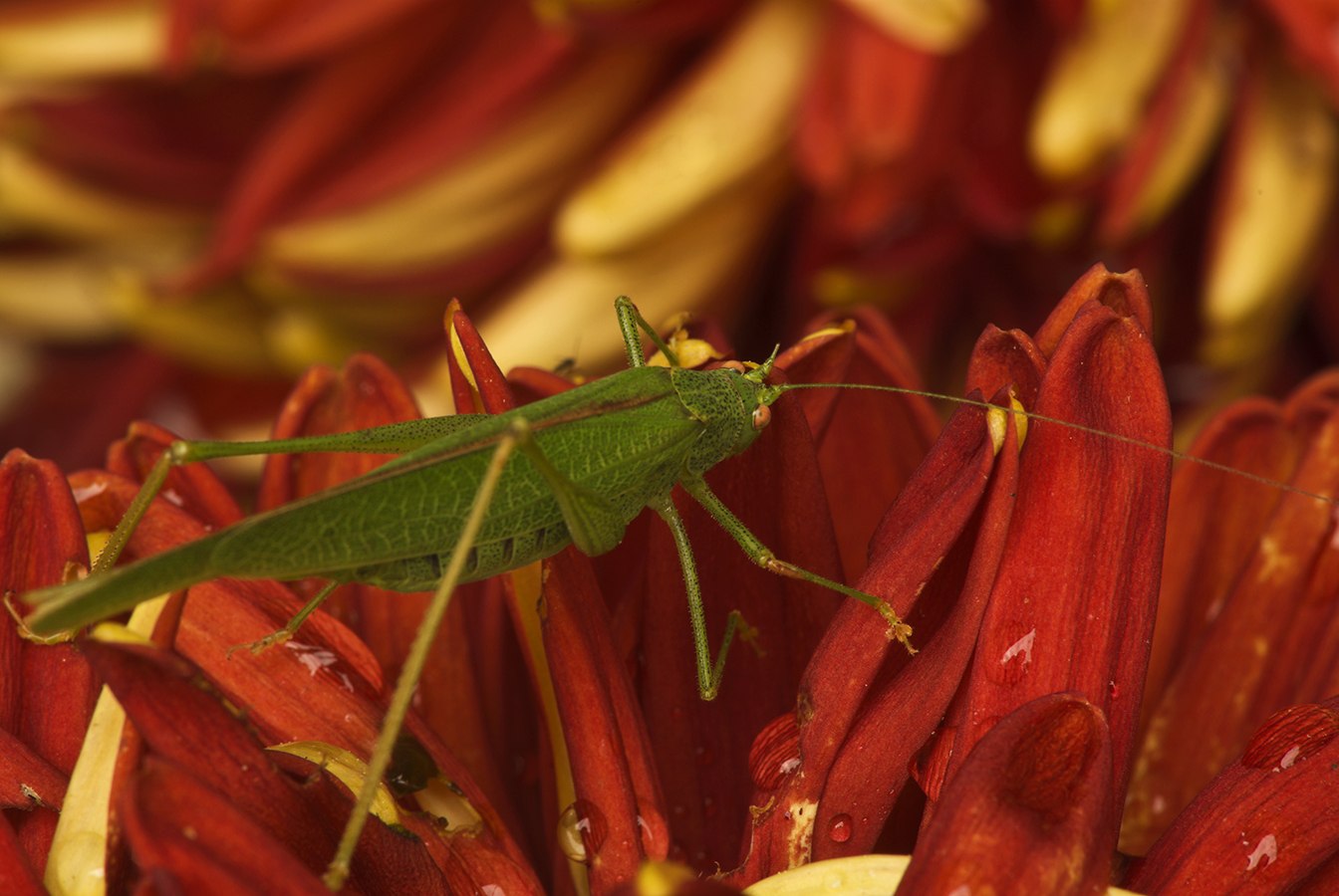 Colin Blunt – Artist Gallery – Pentax