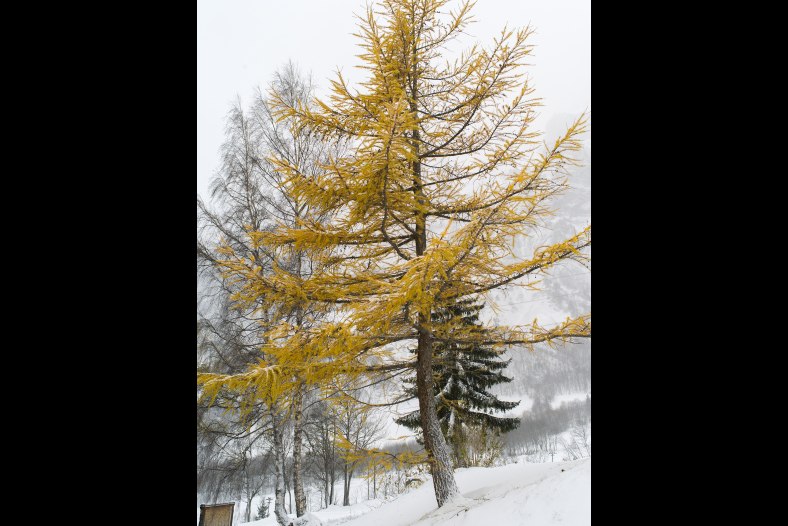 Christian Liechti – Artist Gallery – Pentax