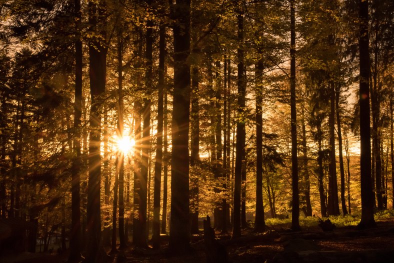 Thomas Westermeier – Artist Gallery – Pentax