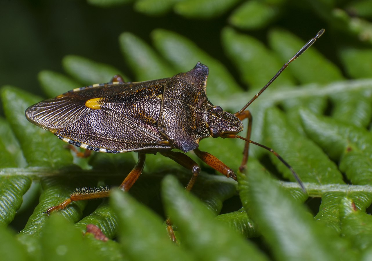 Damjan Zagar – Artist Gallery – Pentax