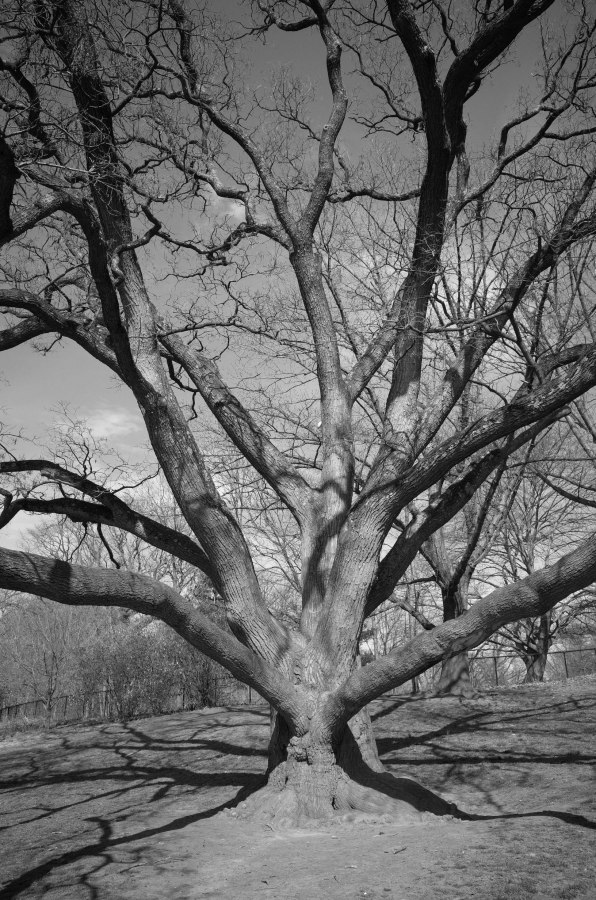 DIONICIO MORENO – Artist Gallery – Pentax